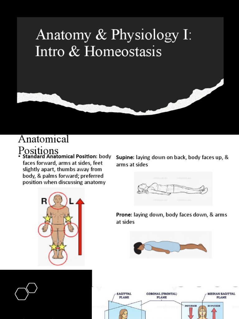 Introduction To Anatomy and Homeostasis Within The Body | PDF | Human ...
