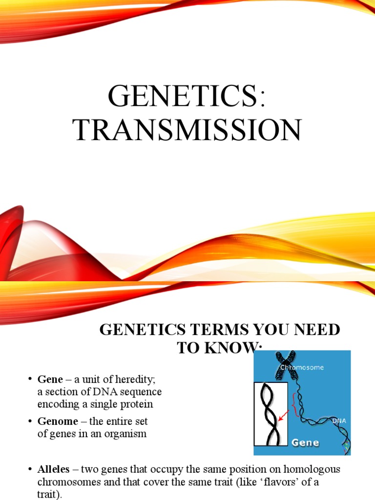 Mendelian Genetics | PDF | Dominance (Genetics) | Genotype