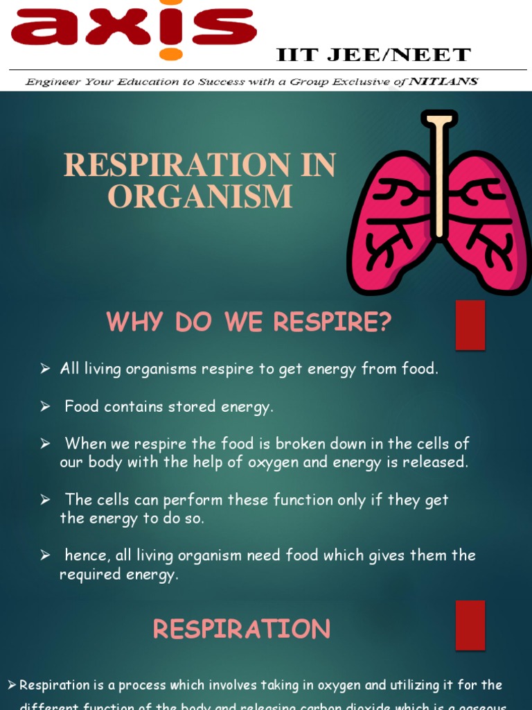 B7-CBSE-Respiration in Organism | PDF | Lung | Cellular Respiration