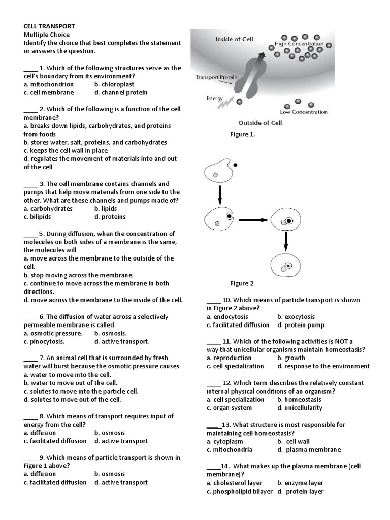 Cell Transport Quiz | PDF | Cell Membrane | Osmosis