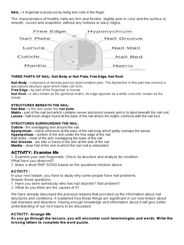 Hand Outs Nail Structure and Disorders | PDF | Nail (Anatomy) | Skin