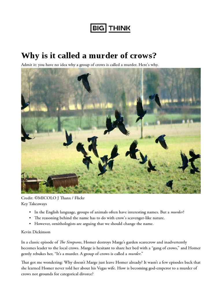 Why Is It Called A Murder of Crows | PDF
