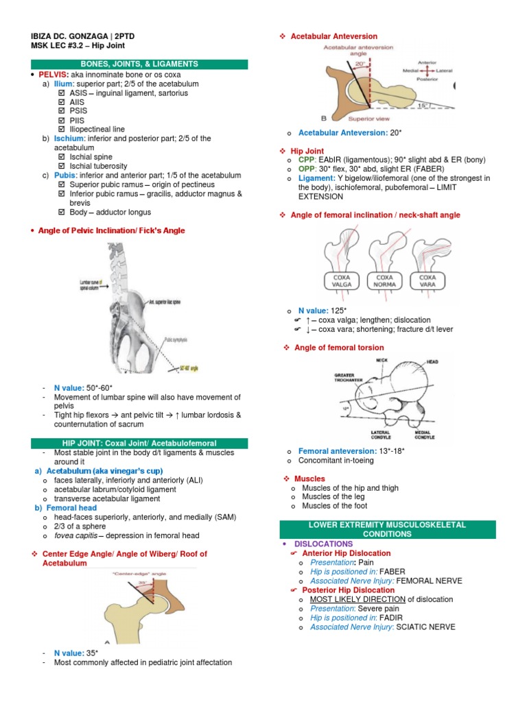 MSK Lec #3.1 Hip | PDF | Hip | Pelvis