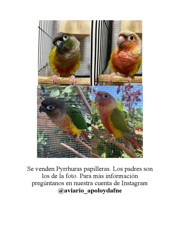 Se Venden Pyrrhuras Papilleras | PDF