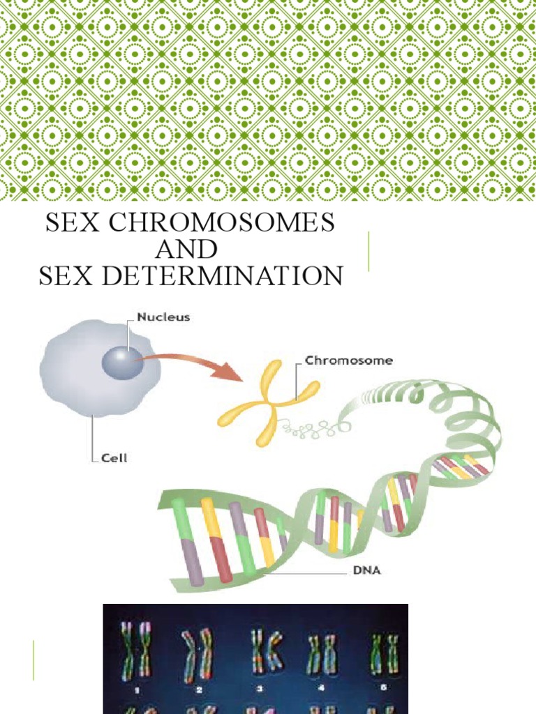 Sex Chromosomes And Determination Pdf Sex Male