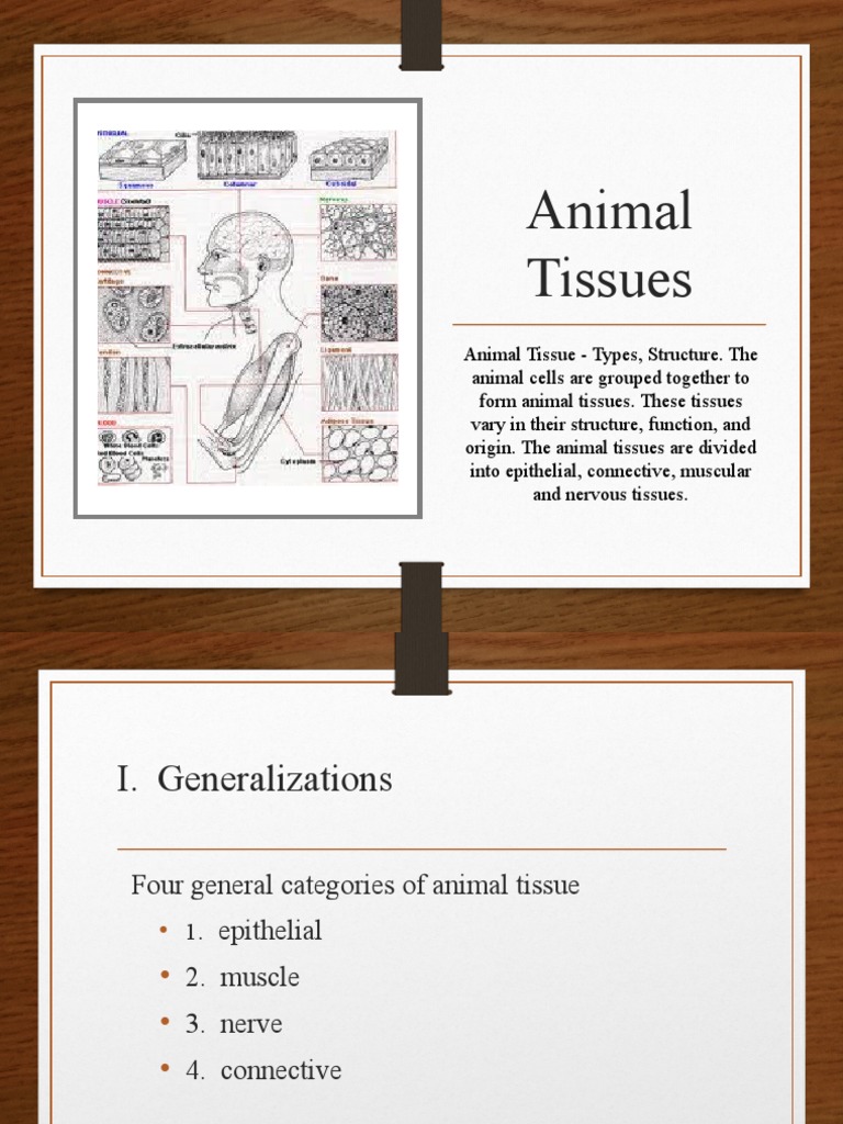 Animal Tissues | PDF | Epithelium | Tissue (Biology)
