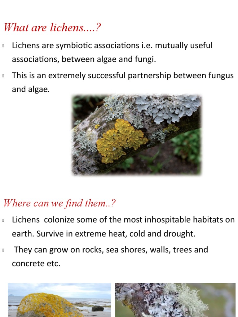 Lichens: Structure and Uses | PDF | Virus | Organisms