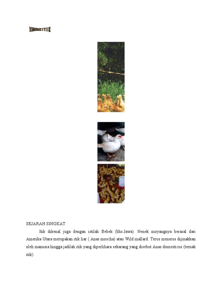 Ternak Itik | PDF