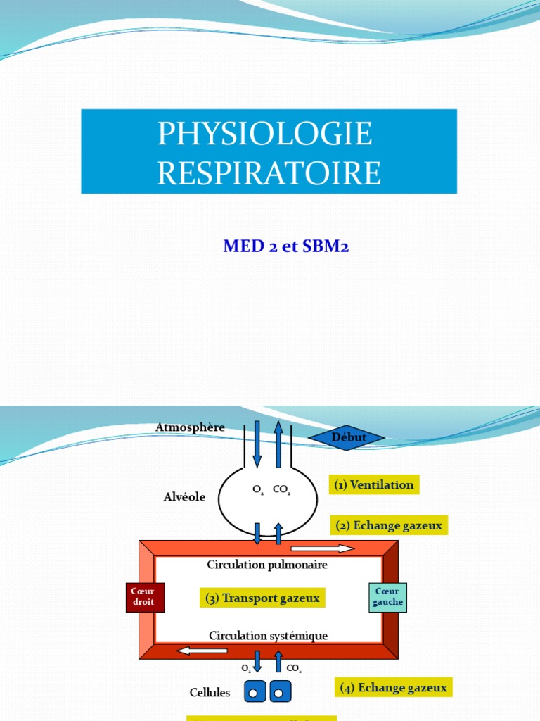 Physiologie Respiratoire et Bronchomotricité | PDF | Respiration ...
