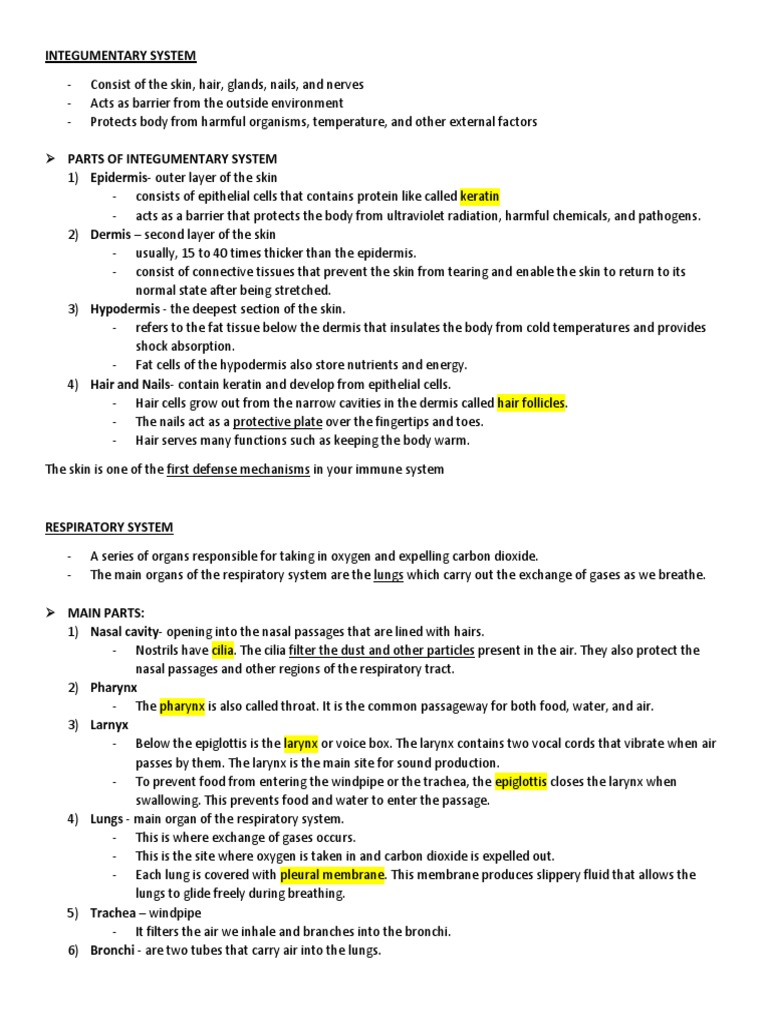 Integumentary Respiratory Circulatory System | PDF | Lung | Blood