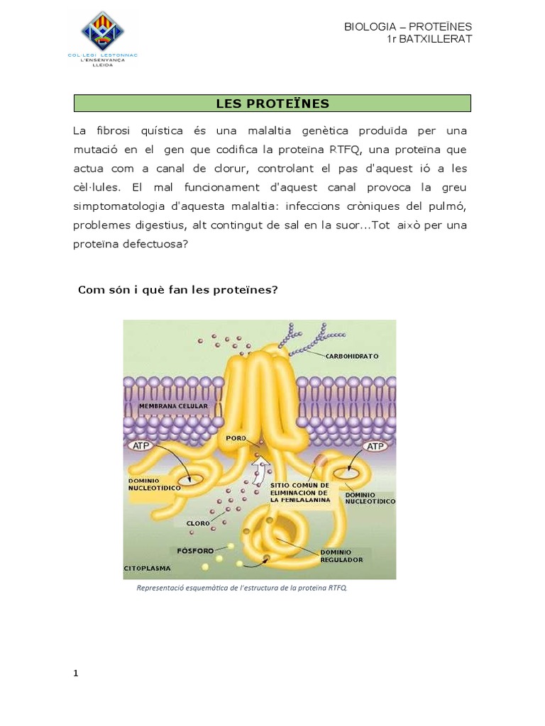 Les Proteïnes | PDF