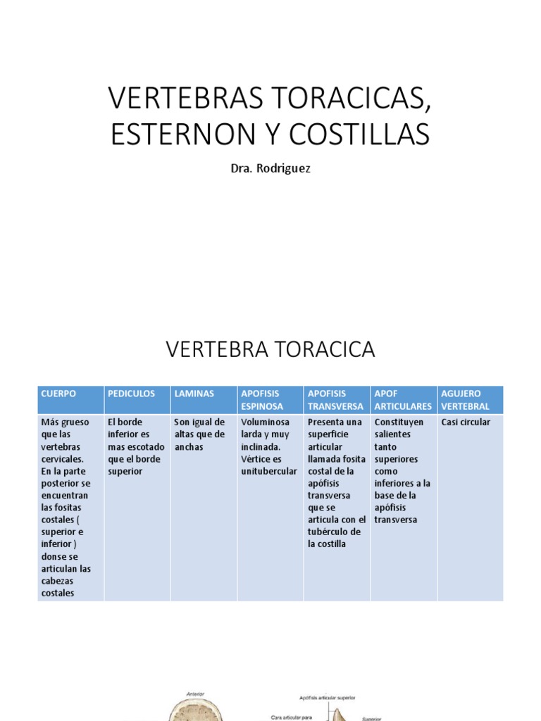 Vertebras Toracicas, Esternon y Costillas Med | PDF | Tórax | Vértebra
