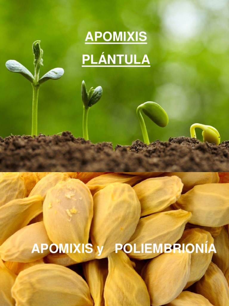 21 - Apomixis-Plántula | PDF | Germinación | Reproducción