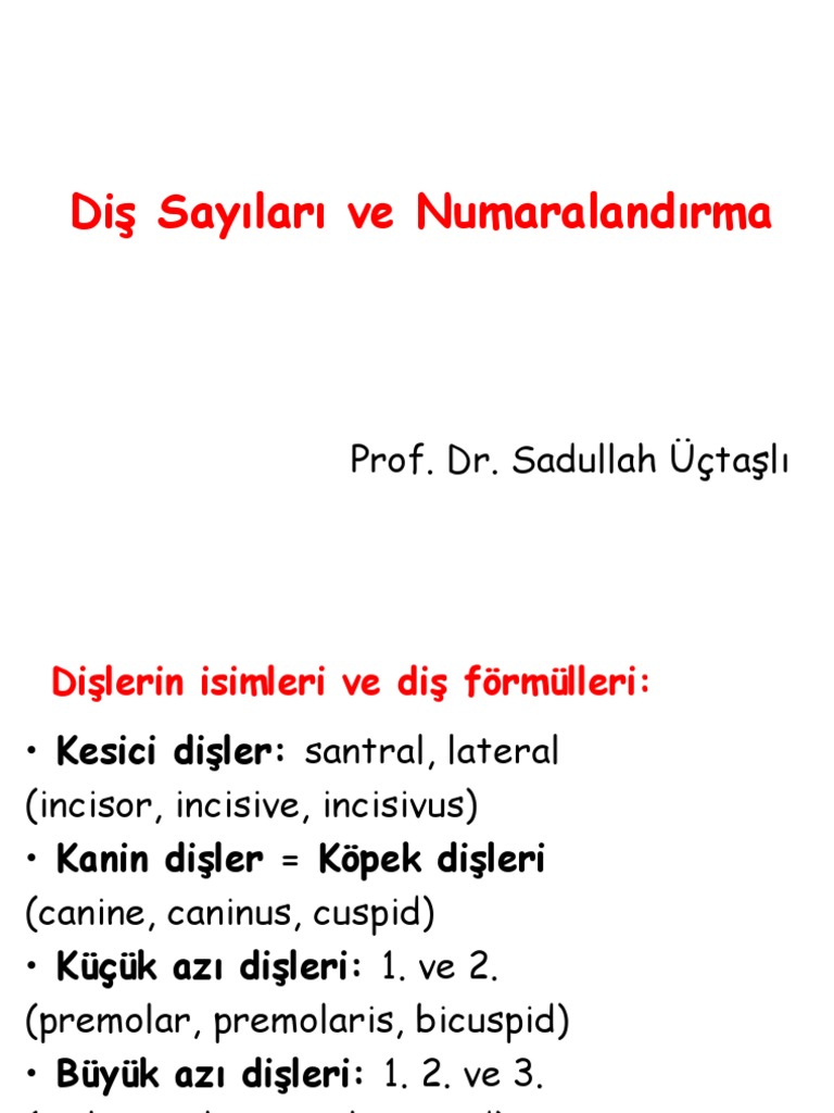 Diş Sayıları Ve Numaralandırma | PDF