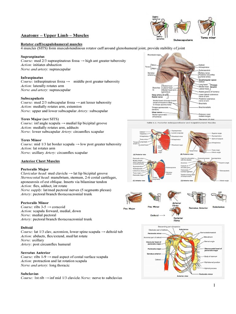Anatomy Upperlimbmuscles Pdf Thumb Elbow