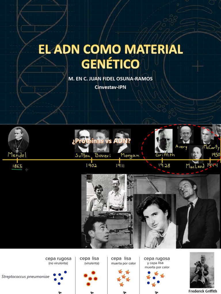 El Adn Como Material Genético | PDF | Genoma | Genoma humano