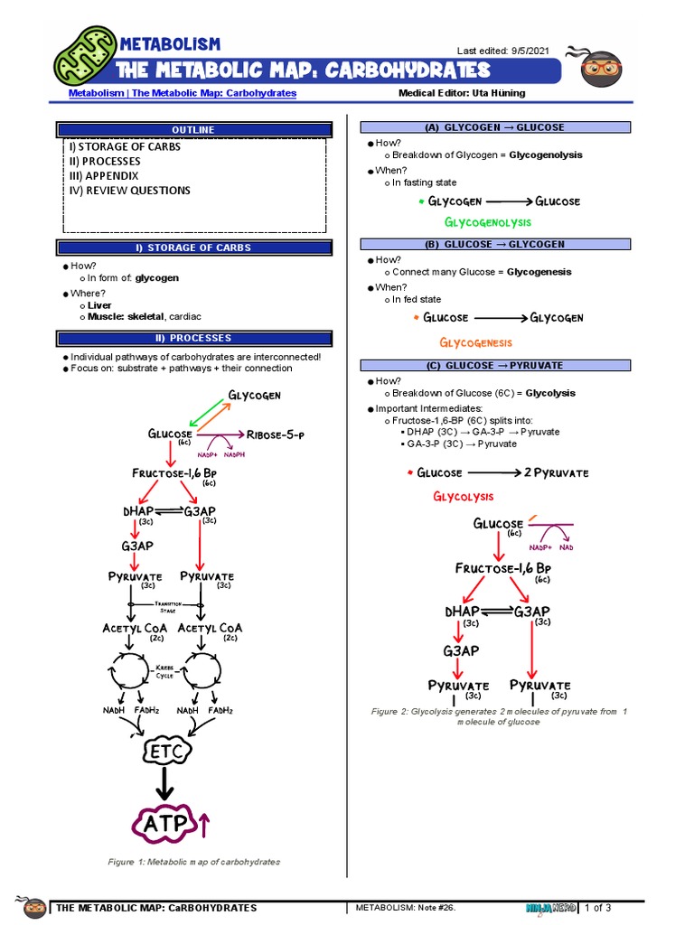 The Metabolic Map Carbohydrates Atf | PDF | Metabolism | Glycolysis