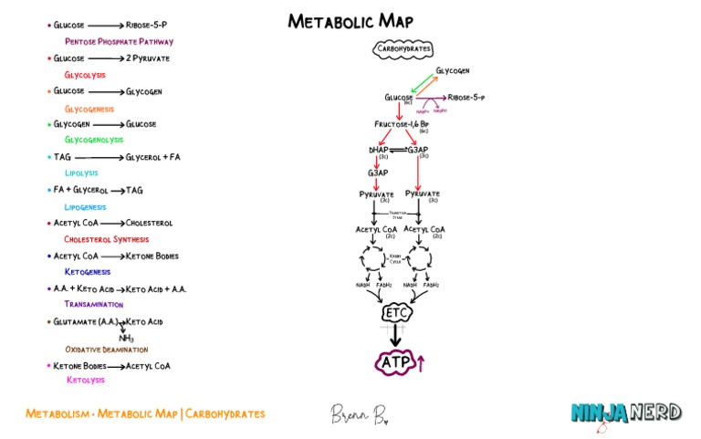 The Metabolic Map Carbohydrates Part One Illustration Atf | PDF ...