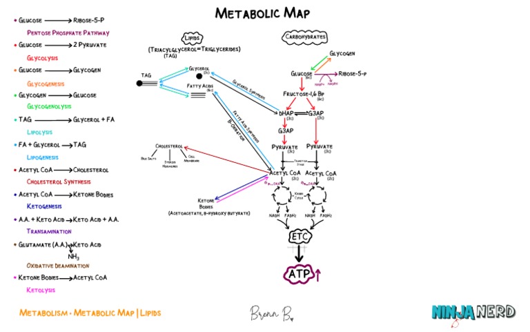The Metabolic Map Lipids Part Two Illustration Atf | PDF | Metabolism ...