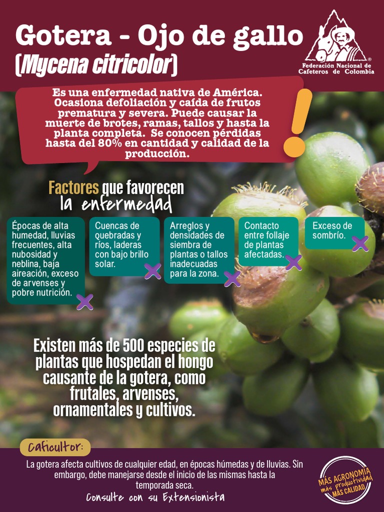 Enfermedad de la gotera en cultivos | PDF