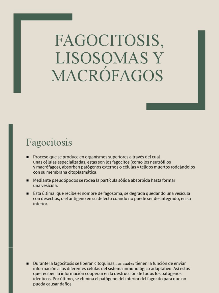 Fagocitosis, Lisosomas y Macrófagos | PDF | Lisosoma | Fagocito