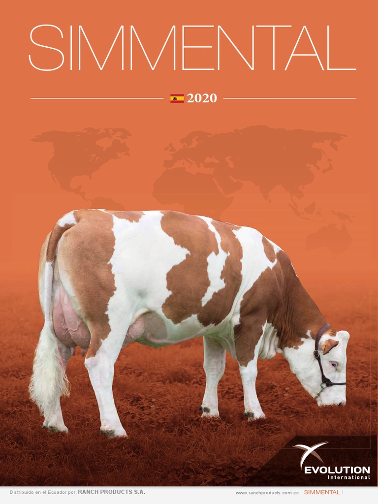 Simmental | PDF | Vacas | Animales domesticados