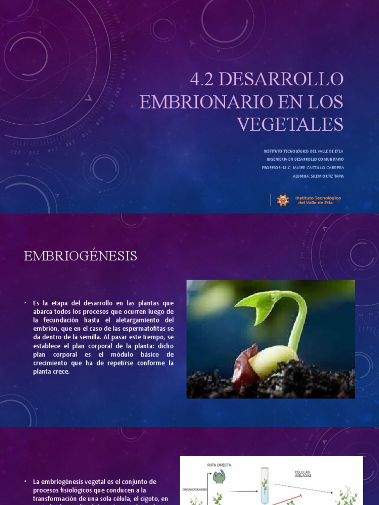 Desarrollo Embrionario en Vegetales | PDF | Reproducción | Botánica