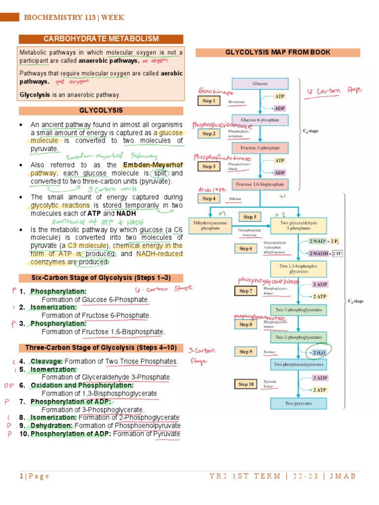 Biochem Finals Transes Completed | PDF | Glycolysis | Hormone