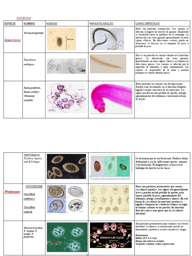 Parasitos Plantilla | PDF | Heces | Diarrea