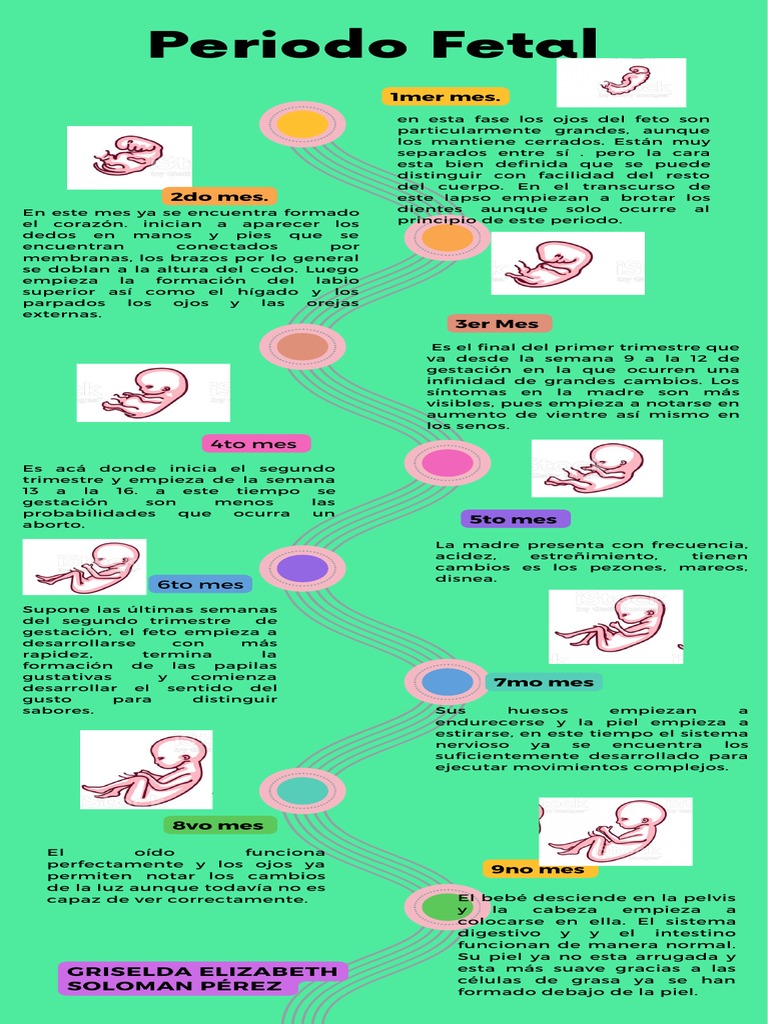 Infográfia Periodo Fetal | PDF | El embarazo | Anatomía