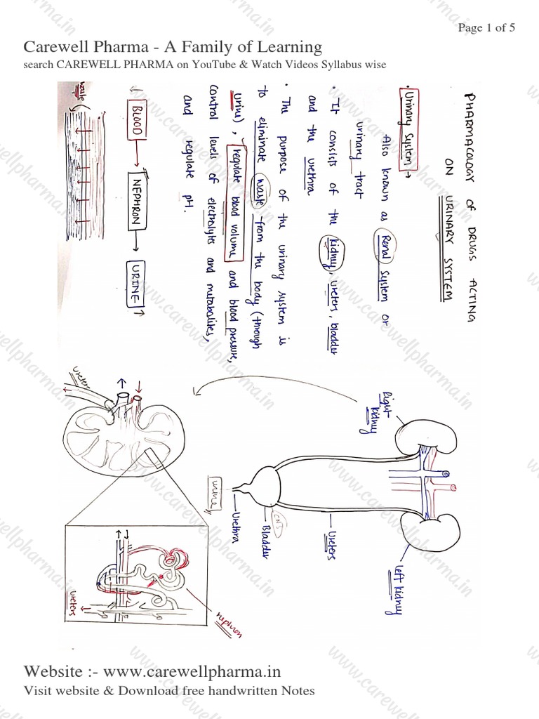 an-introduction-to-carewell-pharma-a-family-of-learning-for-students