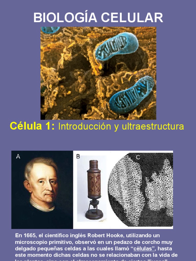 Celulas-1 Introducción y Ultraestructura | PDF | Lisosoma | Citoplasma