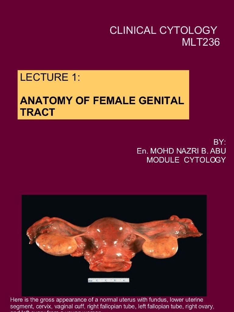 Anatomy of Female Genital Tract | PDF