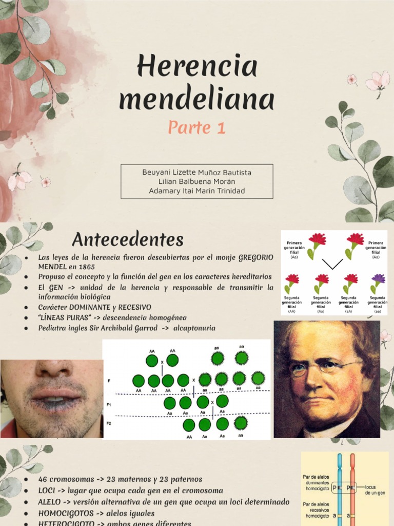 Herencia Mendeliana | PDF | Dominancia (Genética) | Mutación