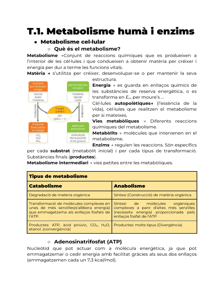 Metabolisme Humà I Enzims | PDF