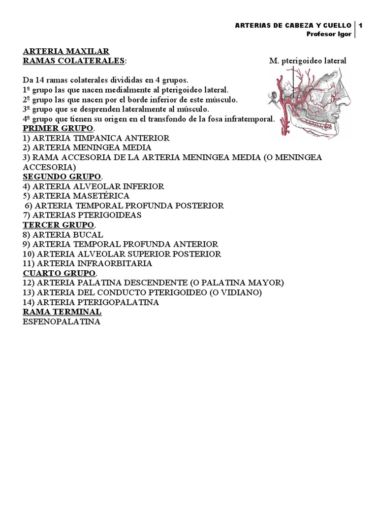 Arteria Maxilar | PDF