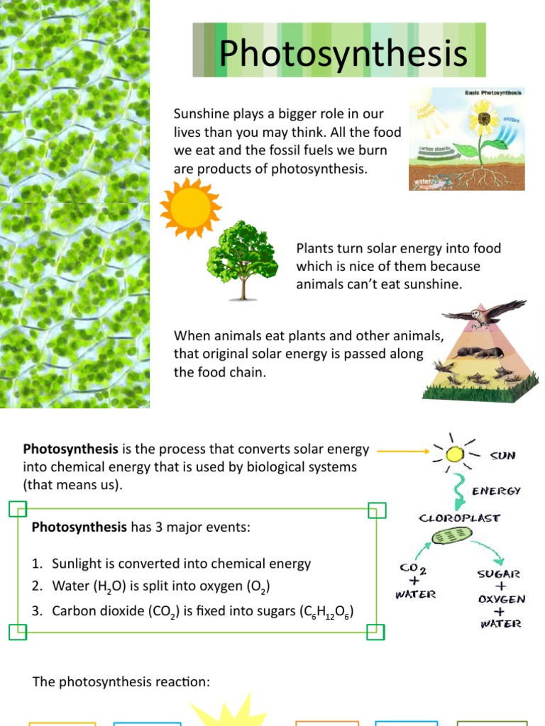 Photosynthesis Light and Dark Reaction | Download Free PDF ...