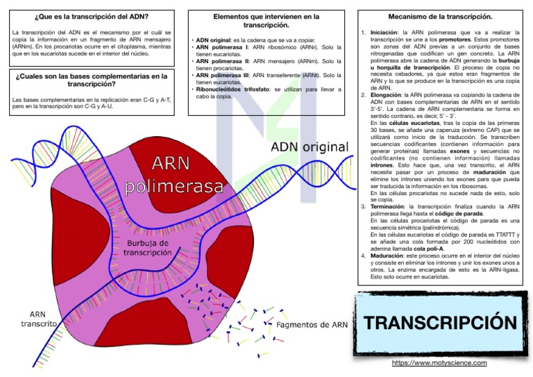 15 - Transcripcion - 1 | PDF | Rna | Messenger Rna