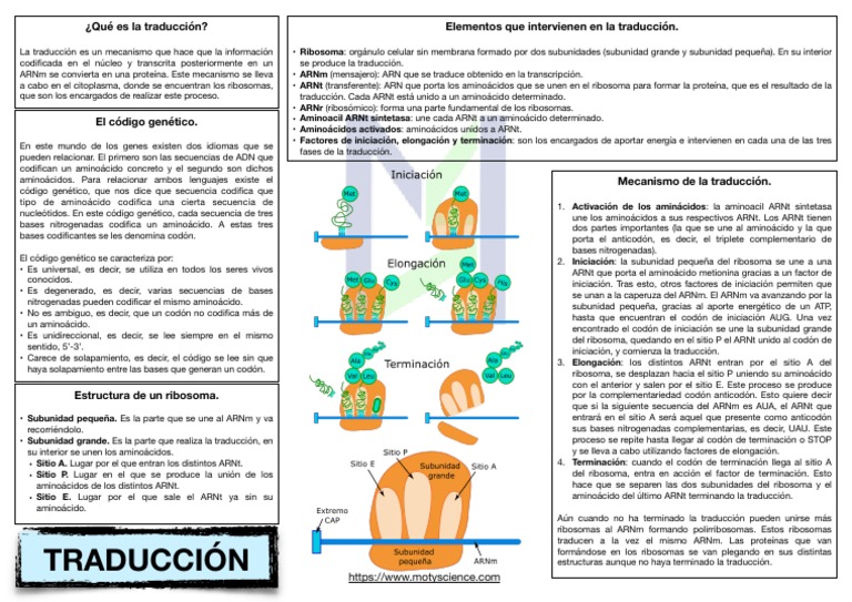 Traduccion Del ADN. | PDF | Traducción (biología) | Codigo genetico