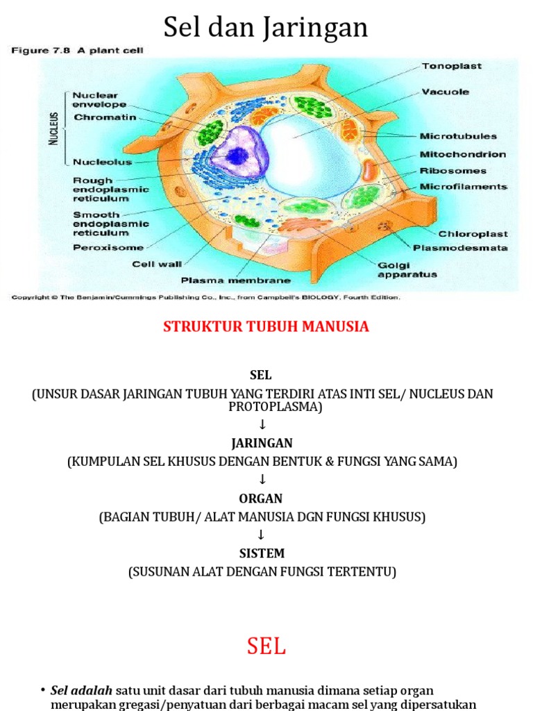 Struktur Dan Fungsi Dasar Sel Pdf