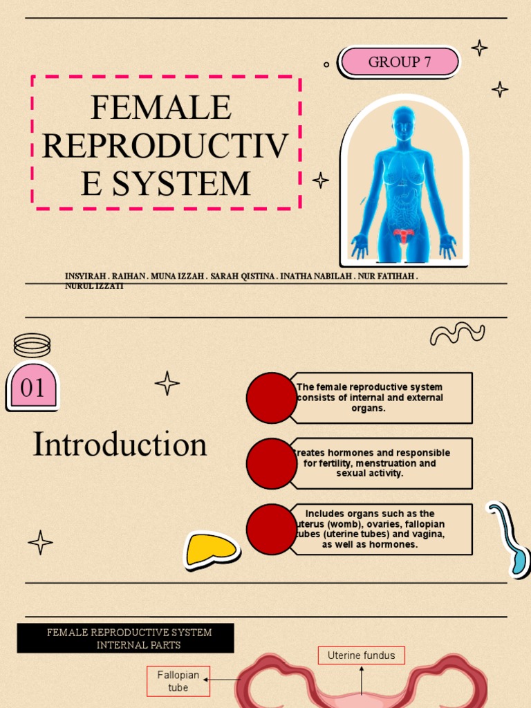 Female Reproductive System Updated | PDF | Uterus | Vagina