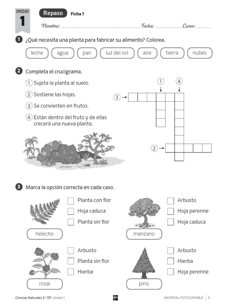 Los requisitos de las plantas para fabricar su alimento | PDF | Plantas ...