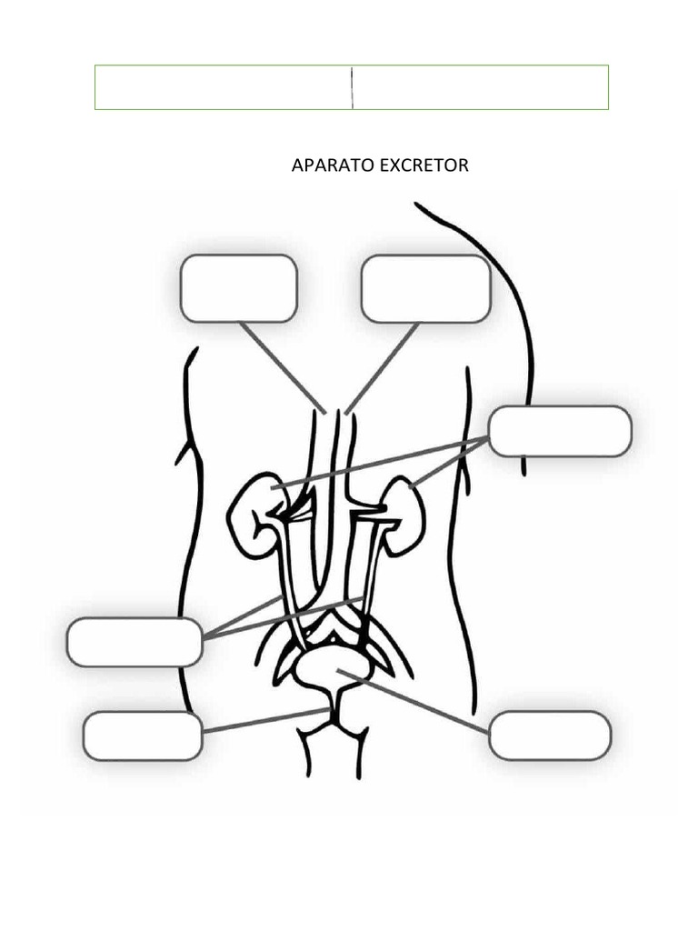 Aparato Excretor | PDF