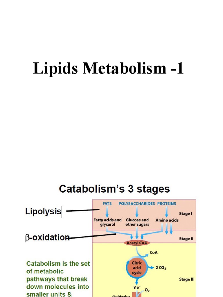 7-Catabolism of Lipids | PDF | Adenosine Triphosphate | Citric Acid Cycle