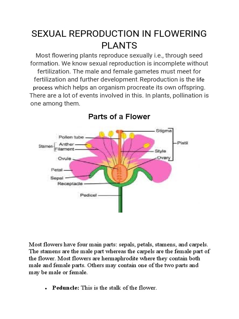 Biology Project (Sexual Reproduction in Flowering Plants) | PDF ...