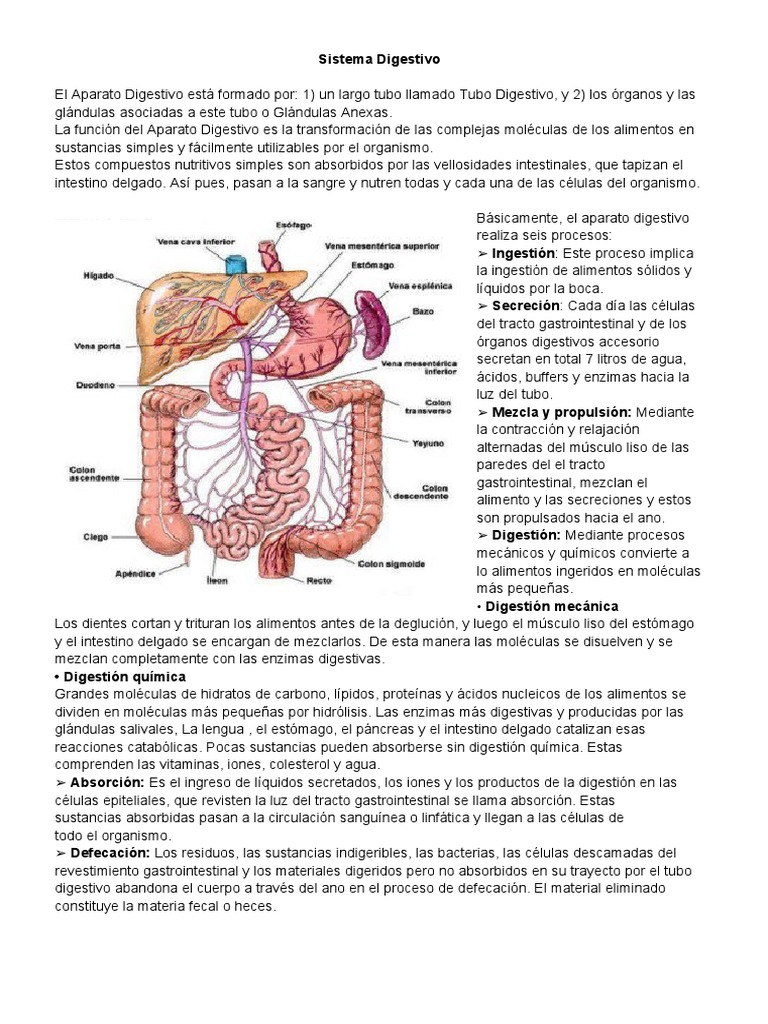 Sistema Digestivo | PDF | Digestión | Sistema digestivo humano