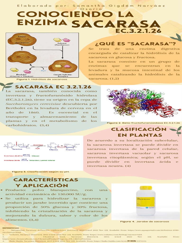 Infografía Conociendo La Enzima Sacarasa EC.3.2.1.26 | PDF | Sacarosa | Bioquímica