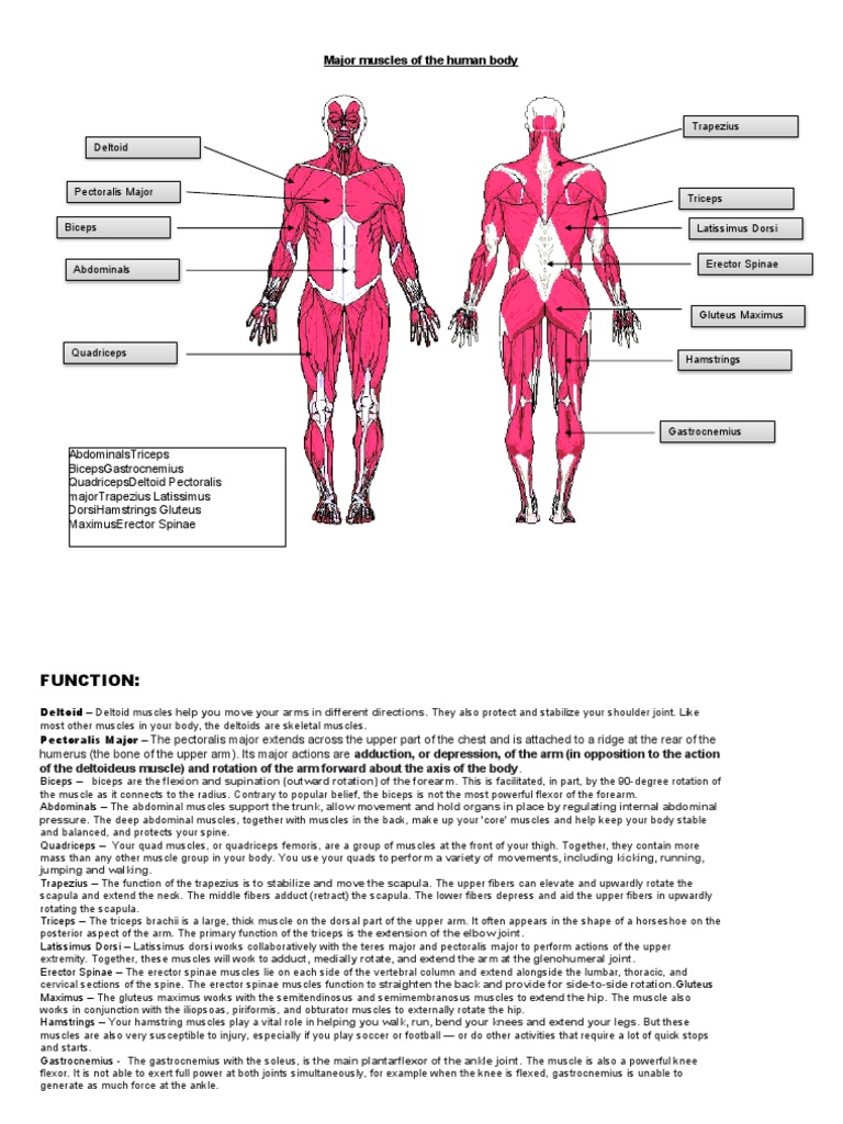 Muscles Worksheet | Download Free PDF | Anatomical Terms Of Motion | Musculoskeletal System