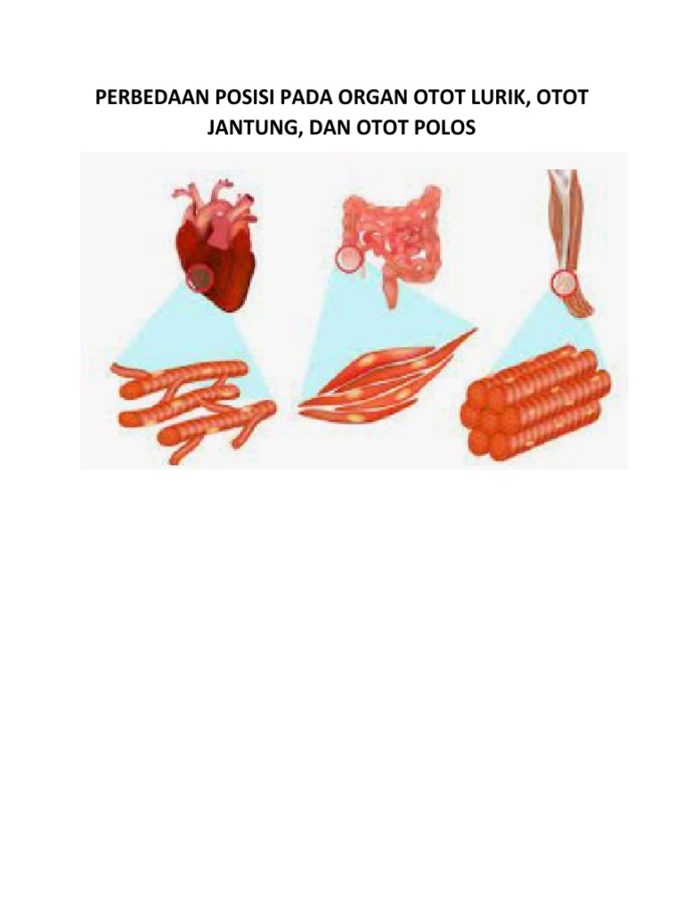 Perbedaan Posisi Pada Organ Otot Lurik, Otot Jantung, Dan Otot Polos | PDF