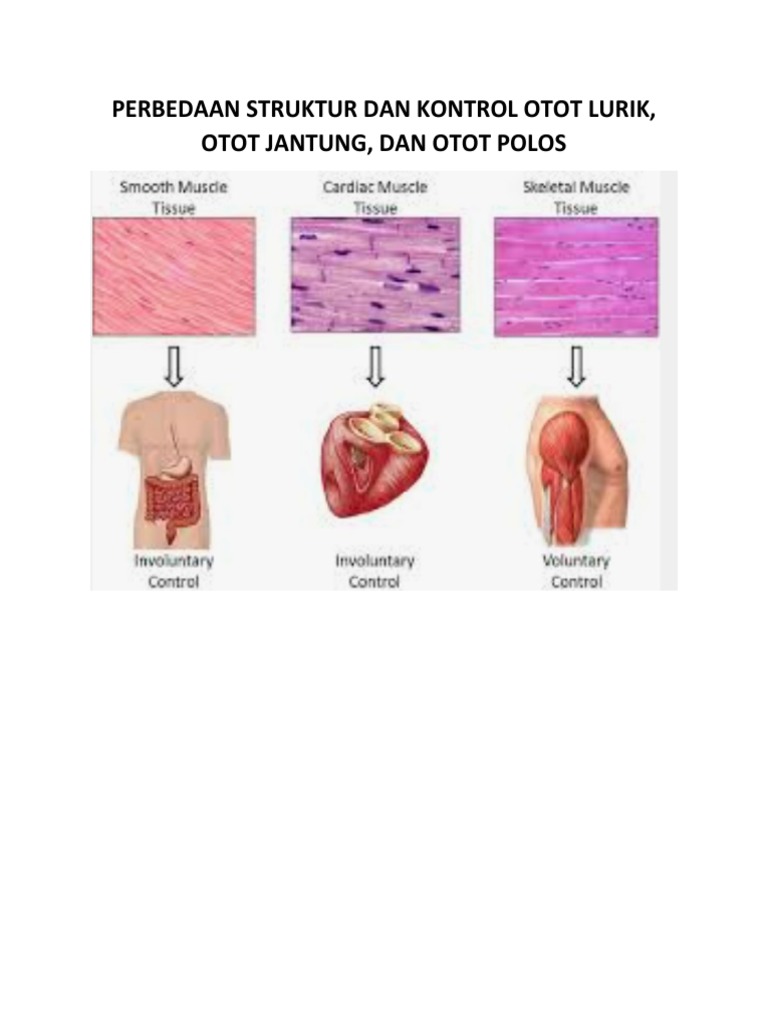 Perbedaan Struktur Dan Kontrol Otot Lurik, Otot Jantung, Dan Otot Polos | PDF